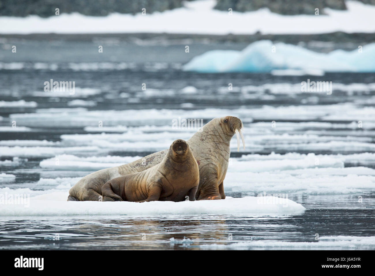 walrus, Odobenus rosmarus rosmarus Stock Photo - Alamy