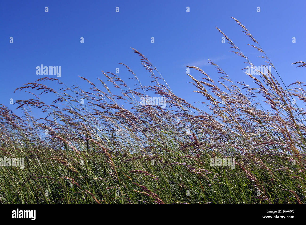grass in the wind Stock Photo - Alamy
