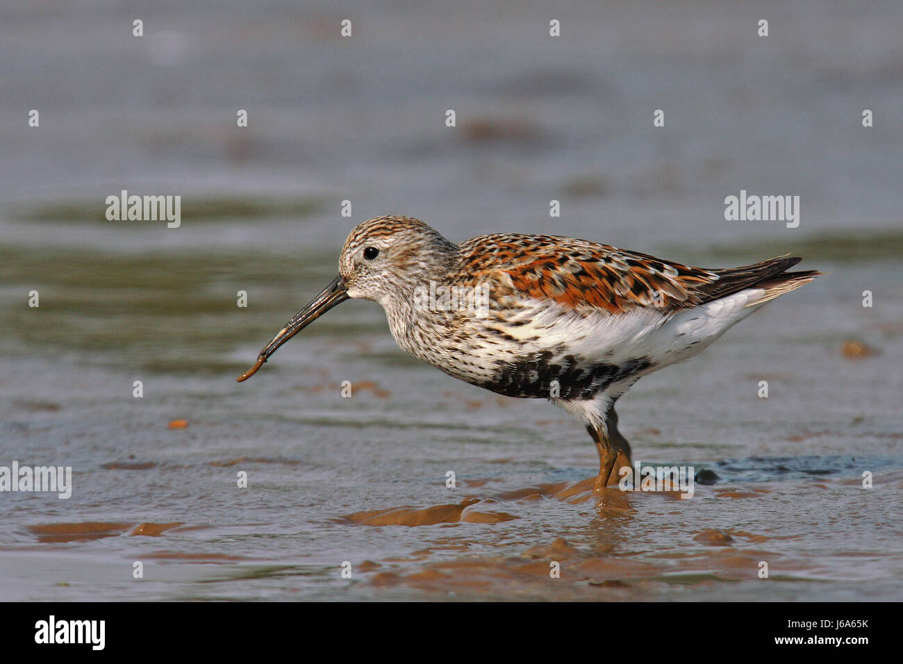 bird birds coast mud migrant birds of passage wader waders salt water sea ocean Stock Photo - Alamy