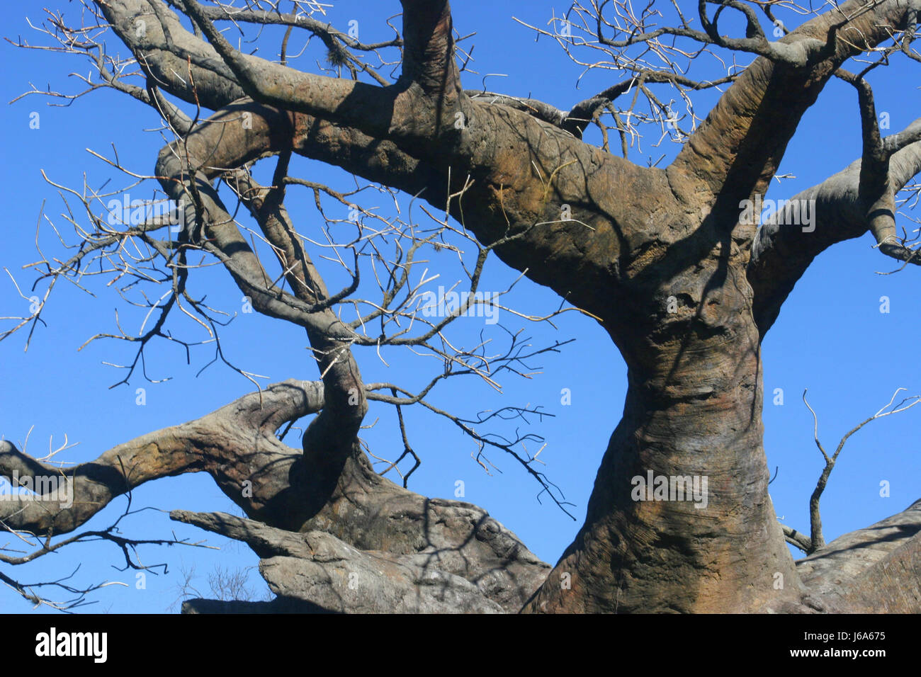 tree branches roots bark branches roots tree trees trunk upside down ...