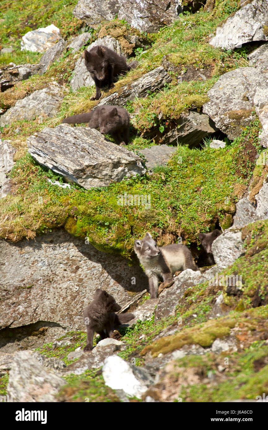 Blue phase Arctic Fox Stock Photo - Alamy