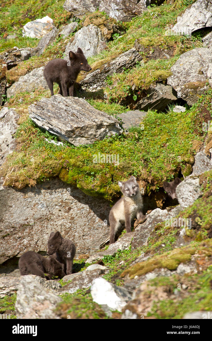Blue phase Arctic Fox Stock Photo - Alamy