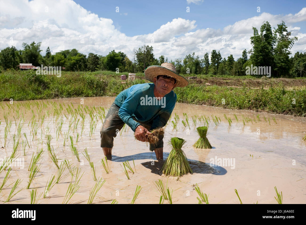 asian working at the paddy field,asia Stock Photo - Alamy