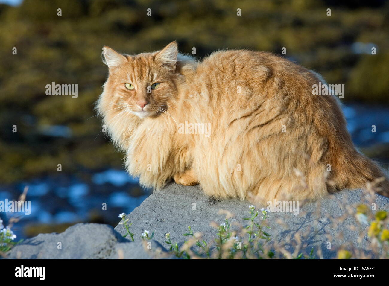 cat in the morning light Stock Photo - Alamy