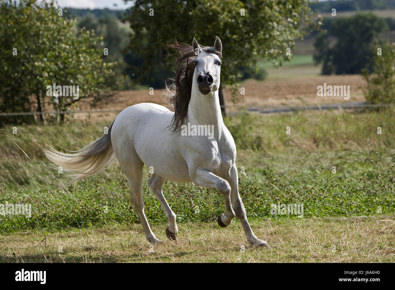 horse stallion spaniard horse gallop stallion noble rise climb climbing ...