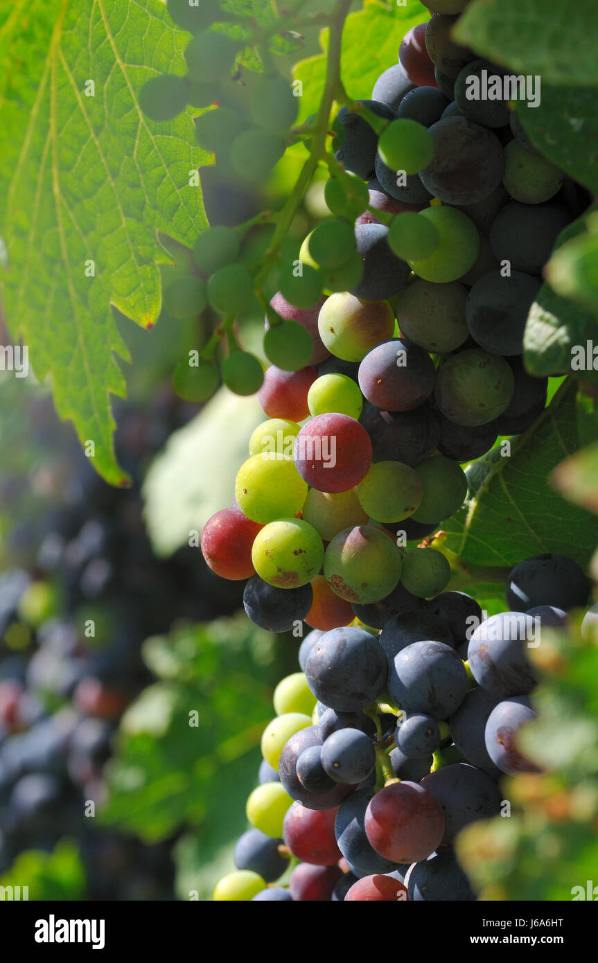 grapes berries common grape vines burgundian vine grape vine grape-vine plant Stock Photo - Alamy
