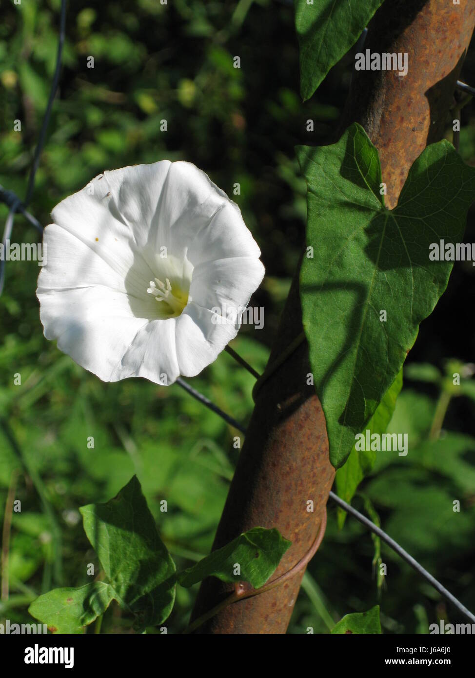 summer summerly blank european caucasian plant florets shaddow shadow ...