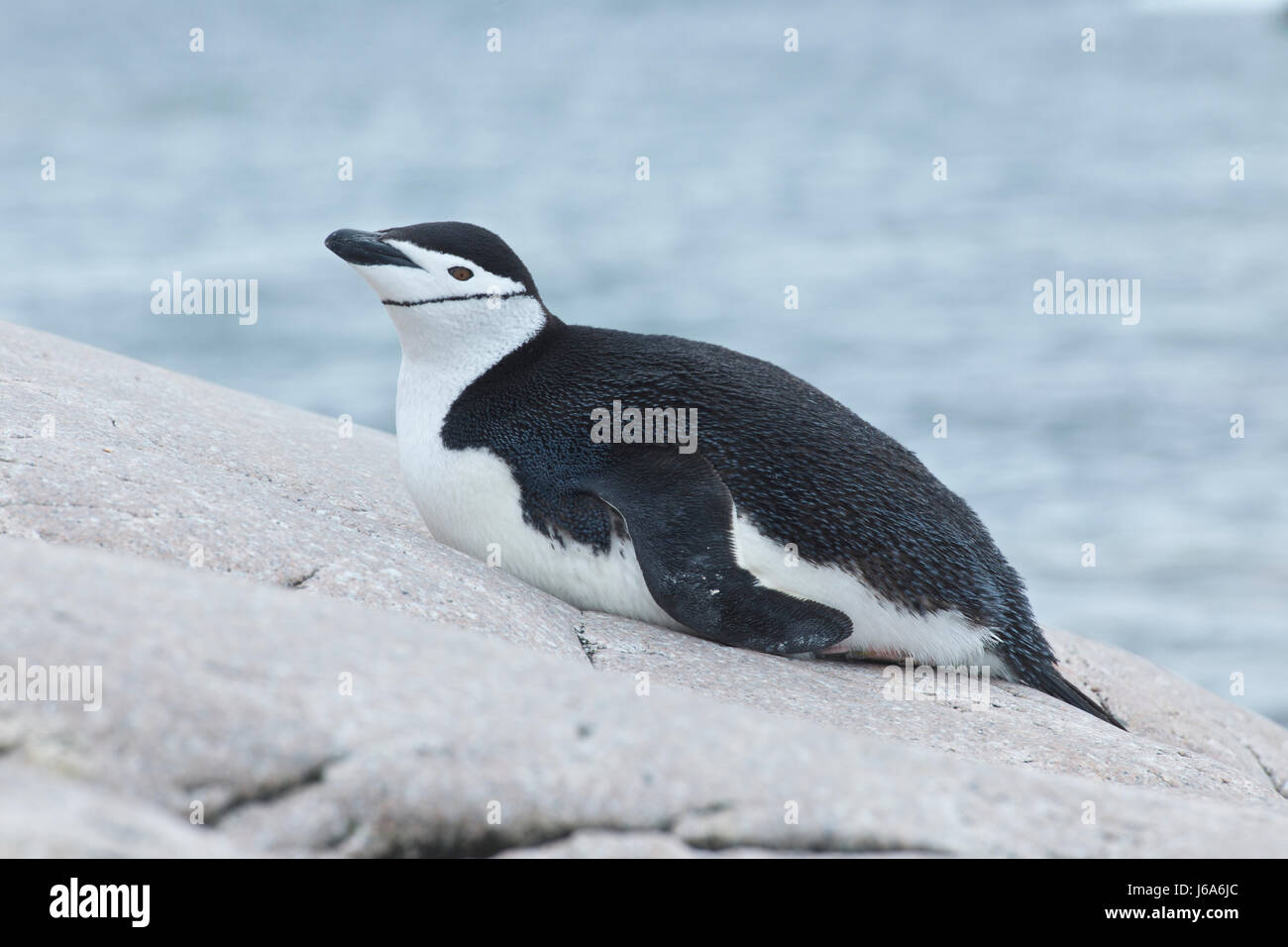 chinstrap penguin (Pygoscelis antarcticus), Antarctica Stock Photo - Alamy