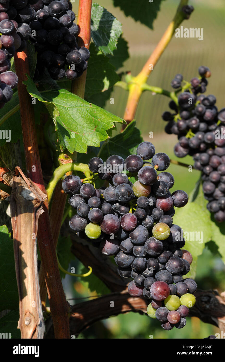grapes berries common grape vines burgundian vine grape vine grape-vine plant Stock Photo - Alamy