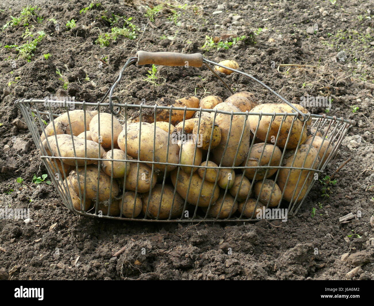 Potato trench hi-res stock photography and images - Alamy