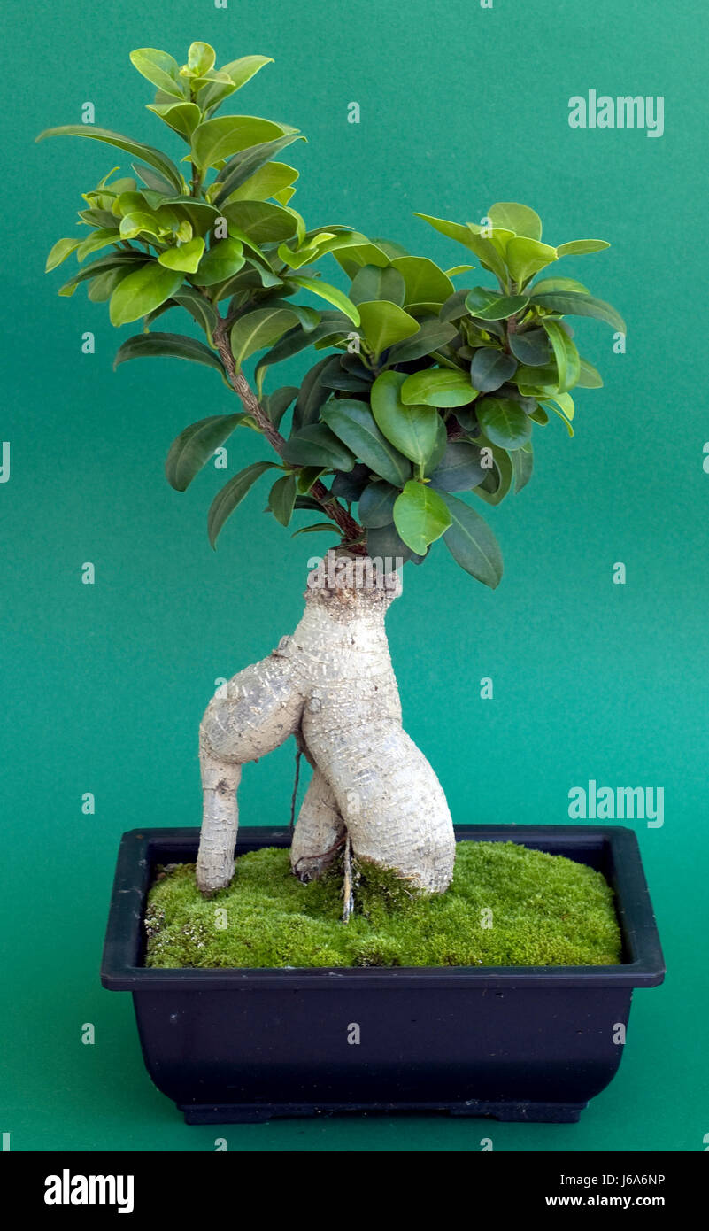 bonsai pot with moss and Stock Photo - Alamy