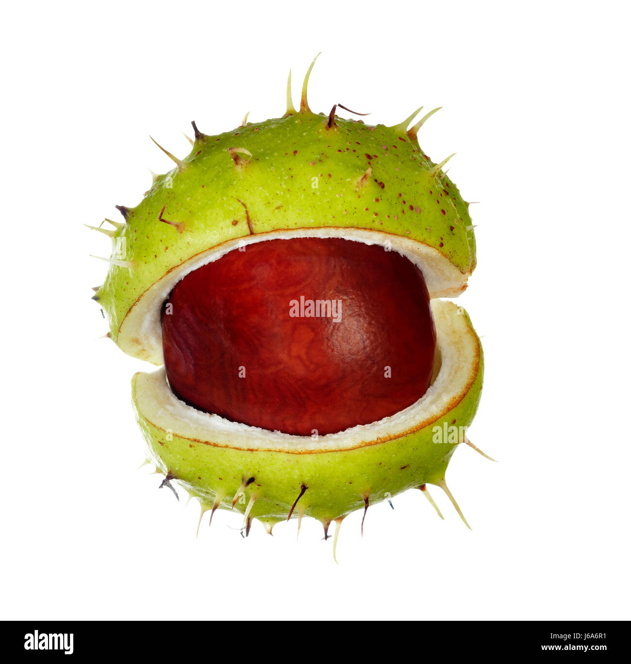 detail isolated chestnut thorn spine pictogram symbol pictograph trade ...