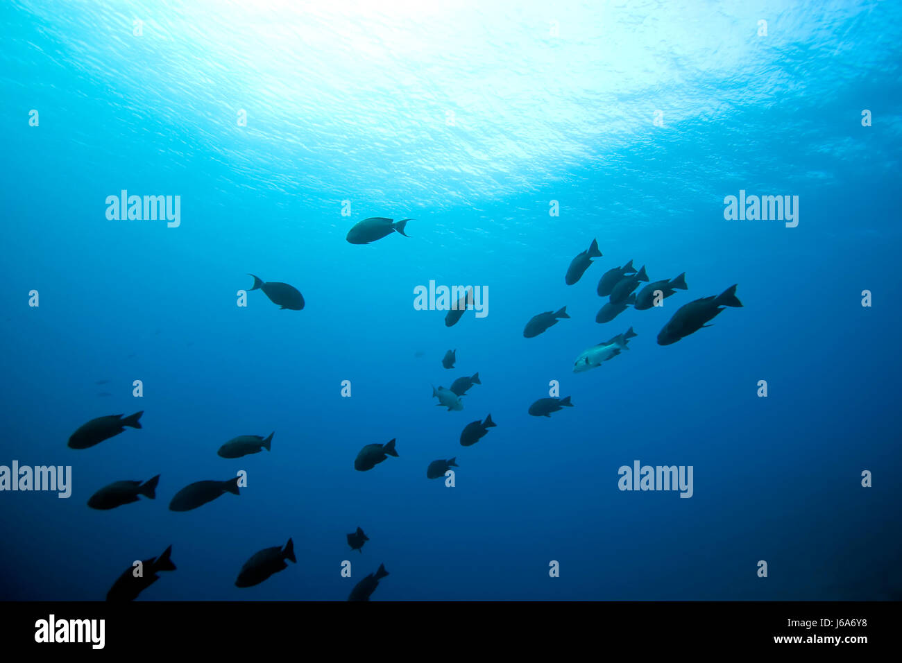 blue animal fish underwater exotic wet tropical navy marine diving ...