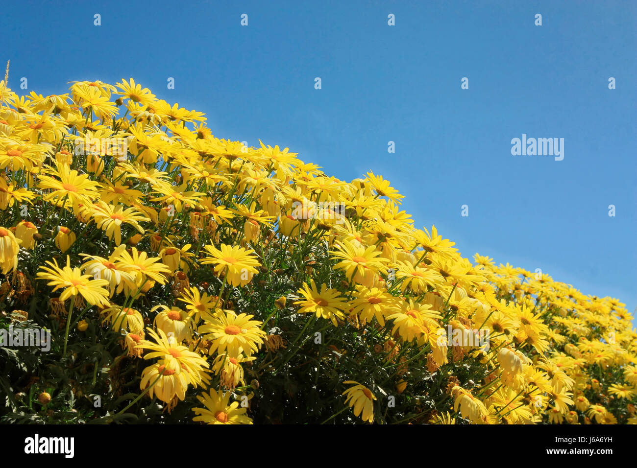 Yellow flower lots of petals hi-res stock photography and images - Alamy