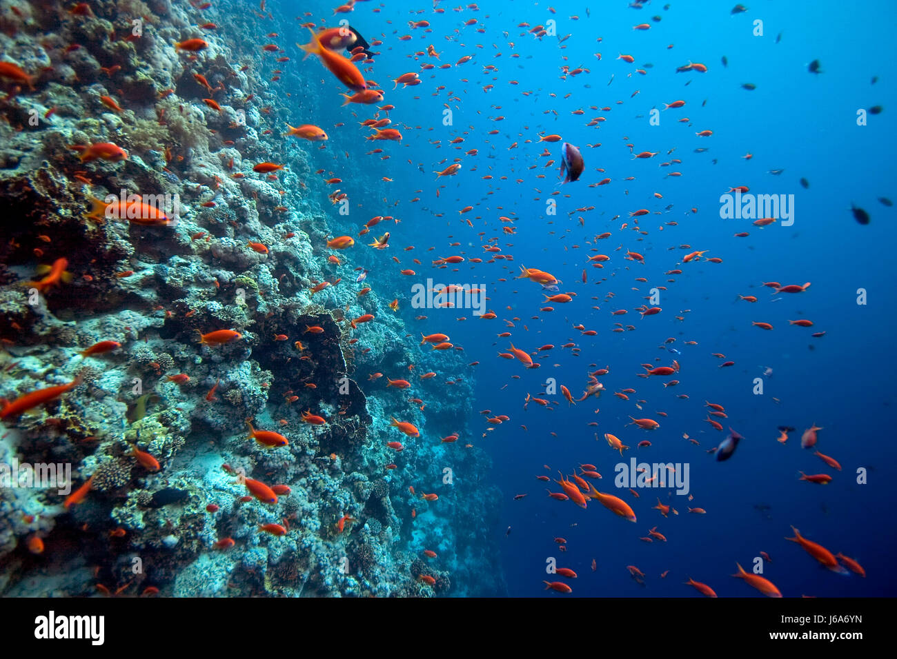 blue animal fish underwater exotic wet tropical navy marine diving ...