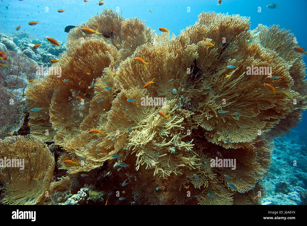 blue animal fish underwater exotic wet tropical navy marine diving ...