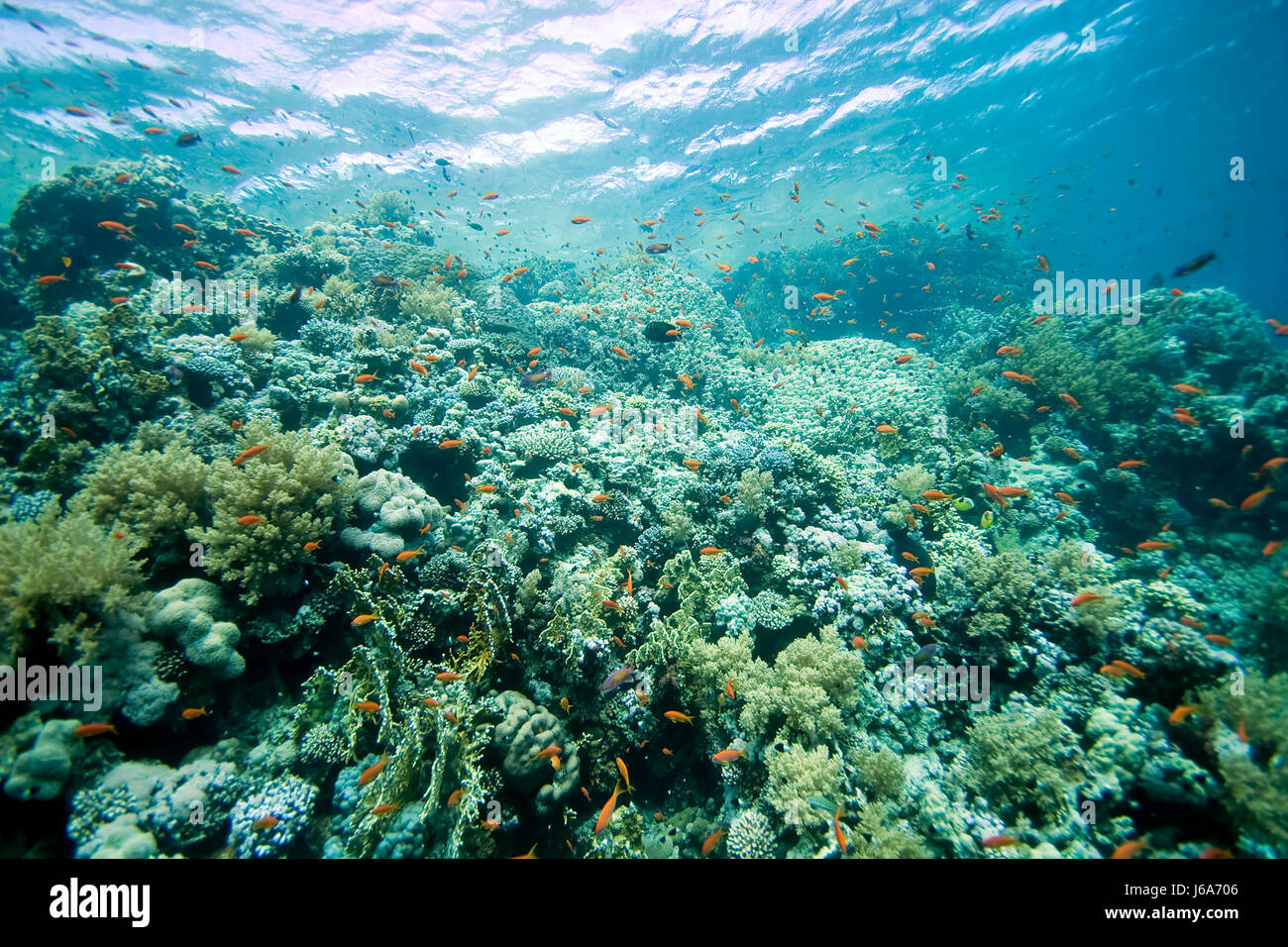blue animal fish underwater exotic wet tropical navy marine diving ...