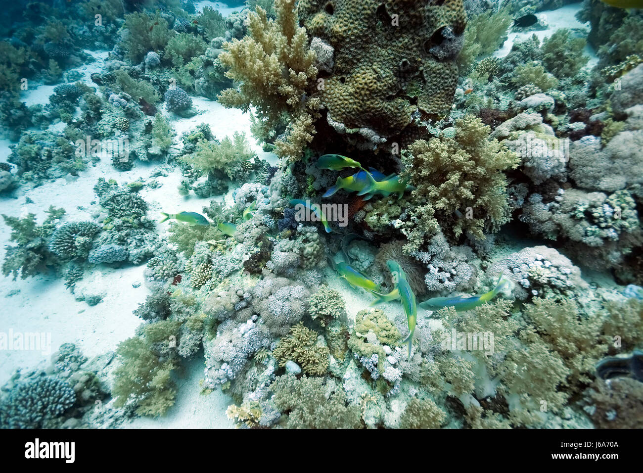 blue animal fish underwater exotic wet tropical navy marine diving ...