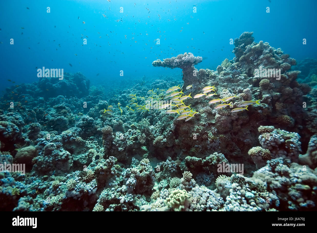 blue animal fish underwater exotic wet tropical navy marine diving ...