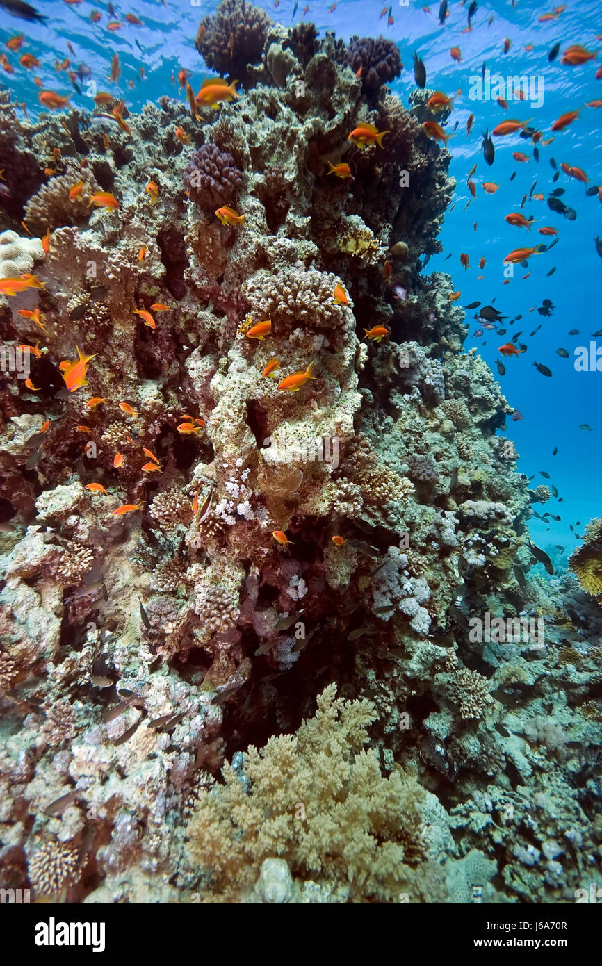 blue animal fish underwater exotic wet tropical navy marine diving ...