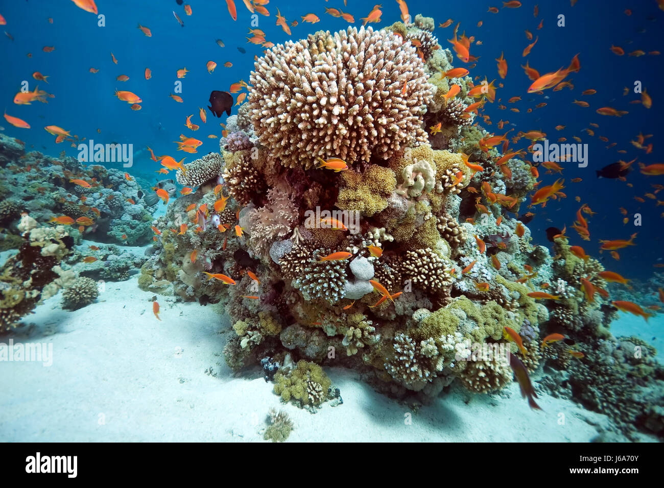 blue animal fish underwater exotic wet tropical navy marine diving ...
