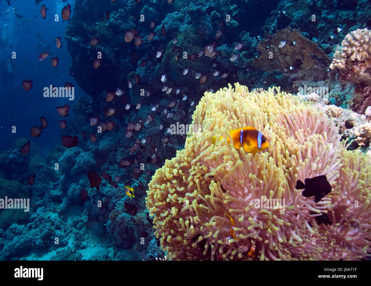 blue animal fish underwater exotic wet tropical navy marine diving ...