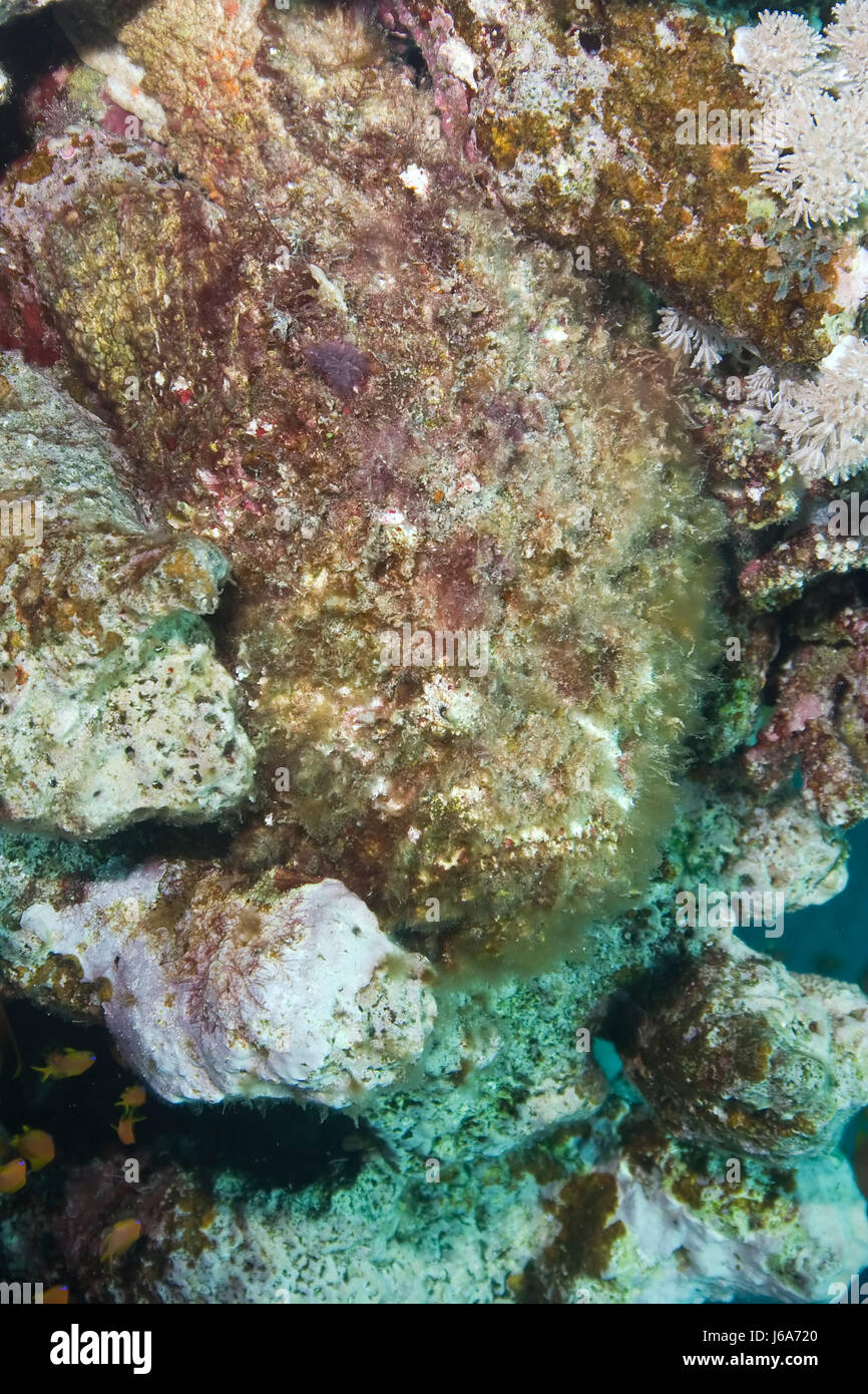blue animal fish underwater exotic wet tropical navy marine diving ...