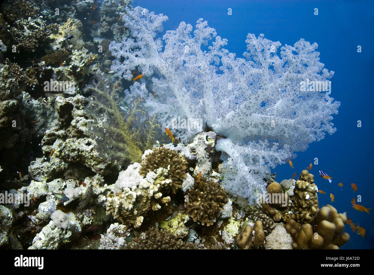 blue animal fish underwater exotic wet tropical navy marine diving ...