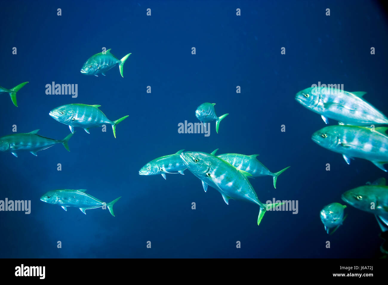 blue animal fish underwater exotic wet tropical navy marine diving ...