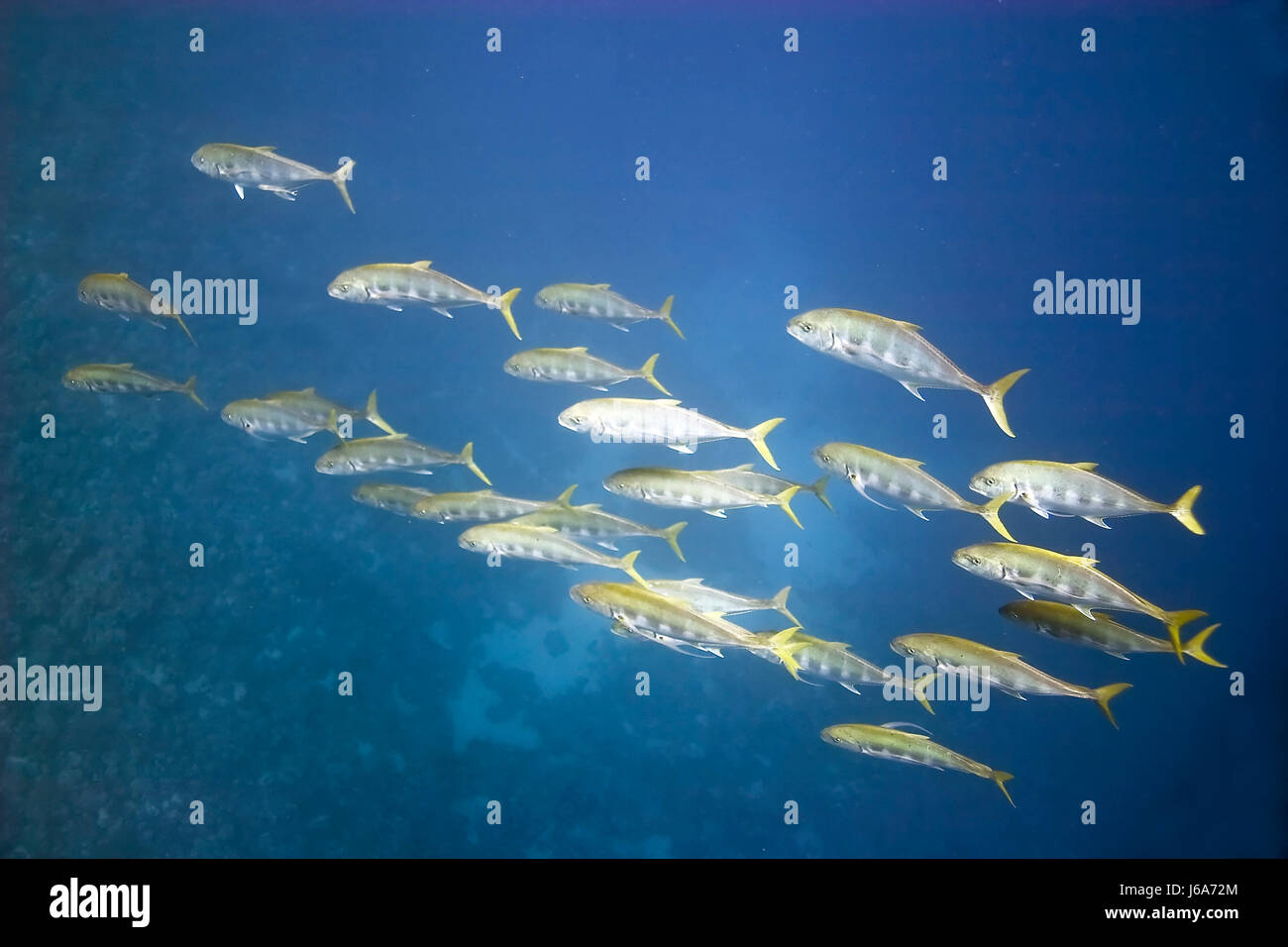 blue animal fish underwater exotic wet tropical navy marine diving ...