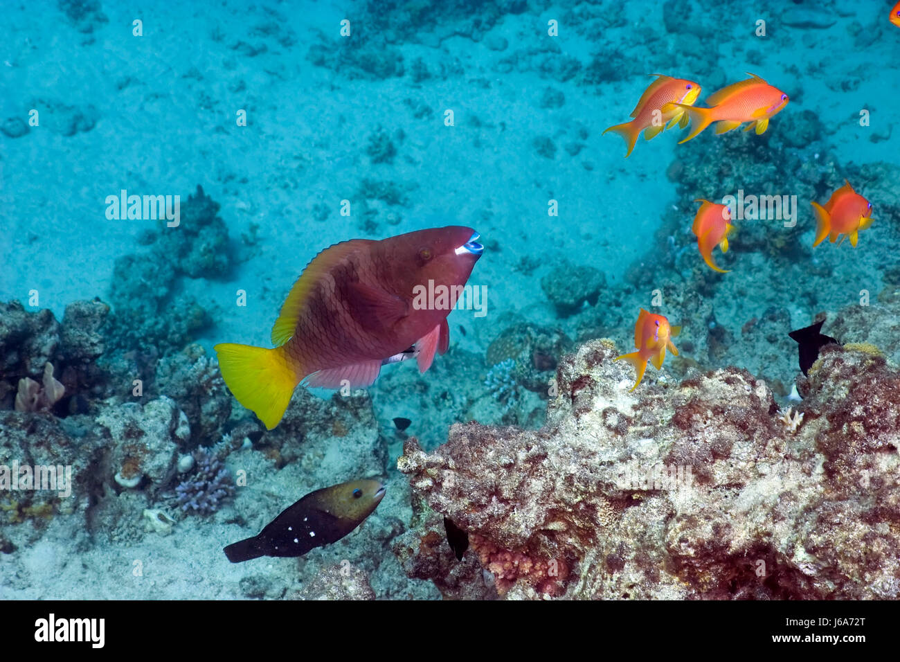 blue animal fish underwater exotic wet tropical navy marine diving ...