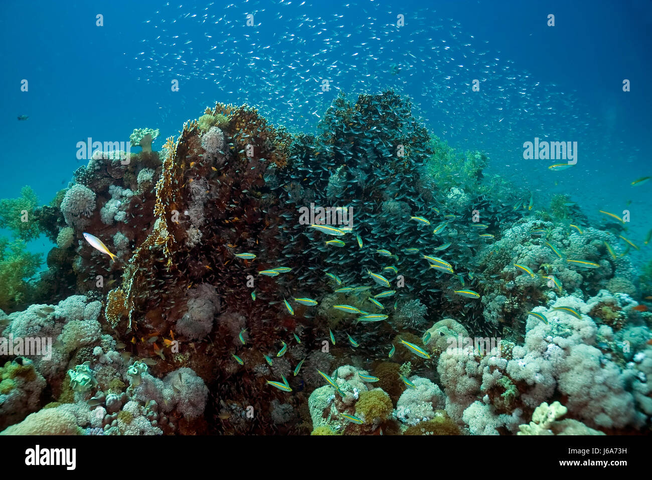 blue animal fish underwater exotic wet tropical navy marine diving ...