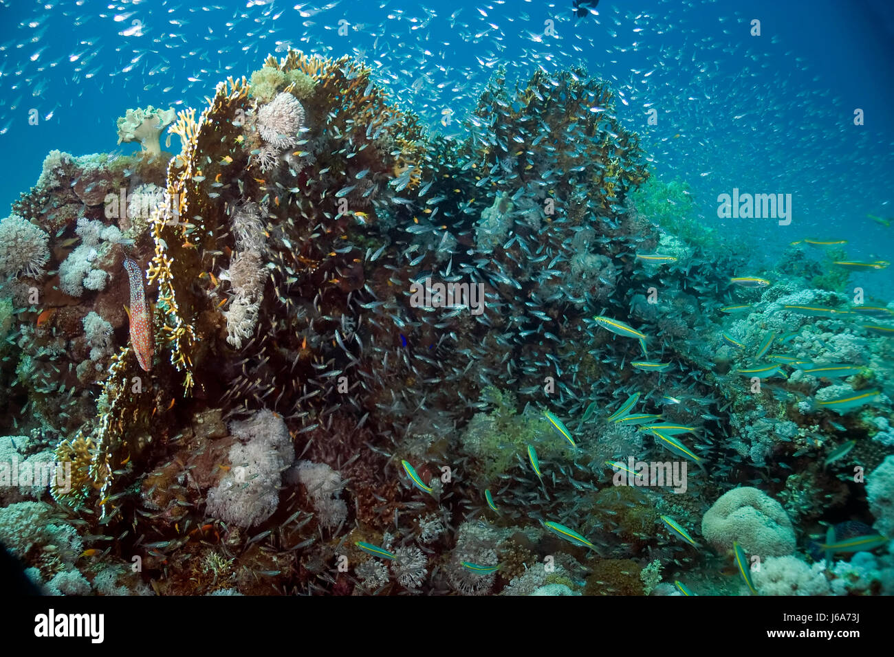 blue animal fish underwater exotic wet tropical navy marine diving ...