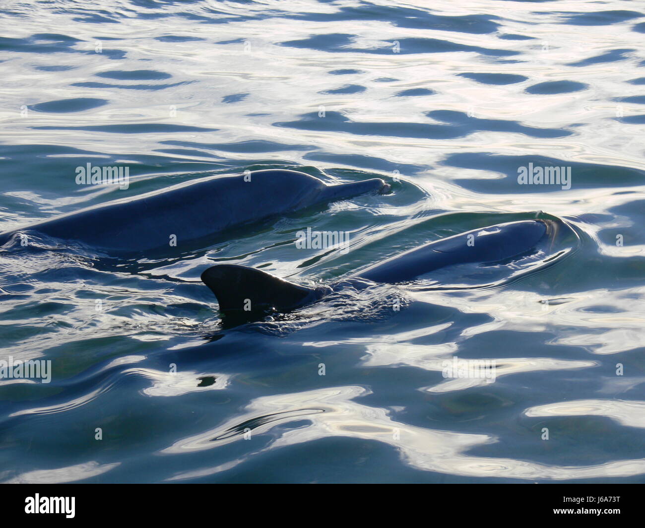 monkey australia bay shark monkey australia bay shark delfin delphin ...