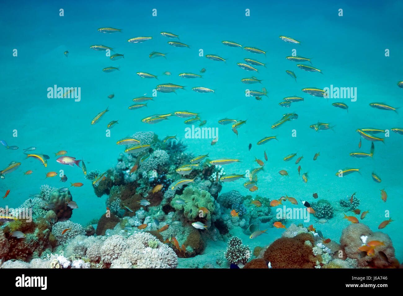 blue animal fish underwater exotic wet tropical navy marine diving ...