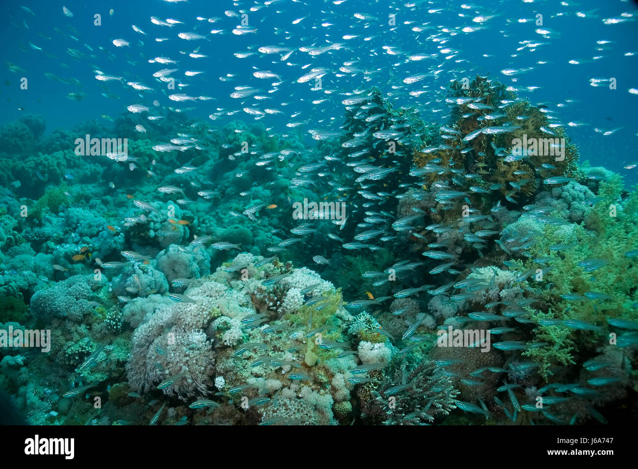 blue animal fish underwater exotic wet tropical navy marine diving ...