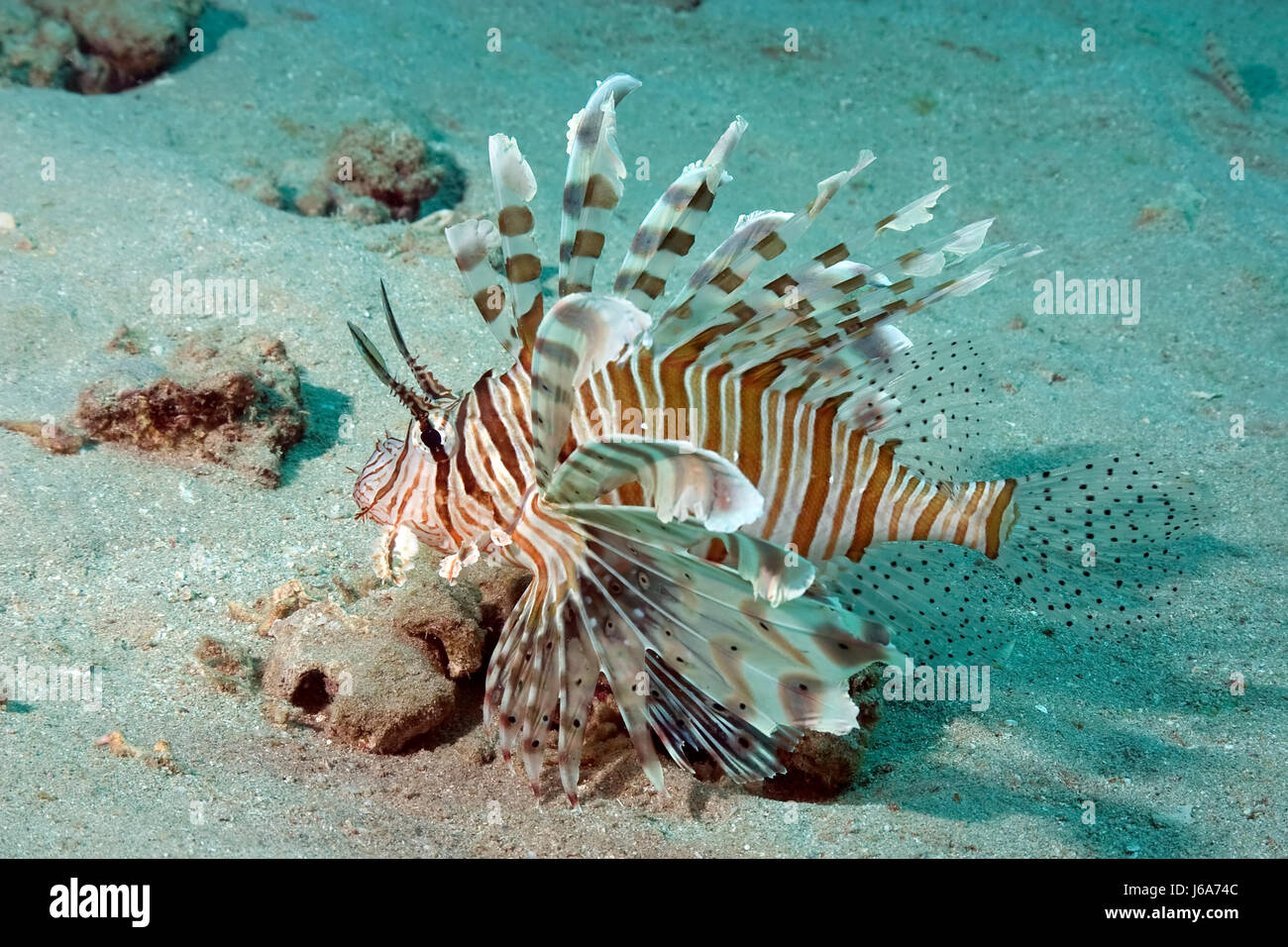 blue animal fish underwater exotic wet tropical navy marine diving ...
