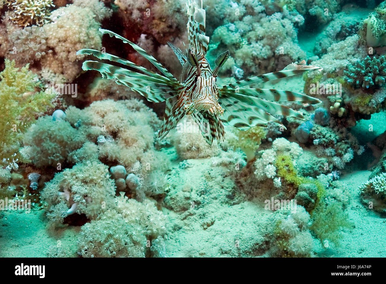 blue animal fish underwater exotic wet tropical navy marine diving ...