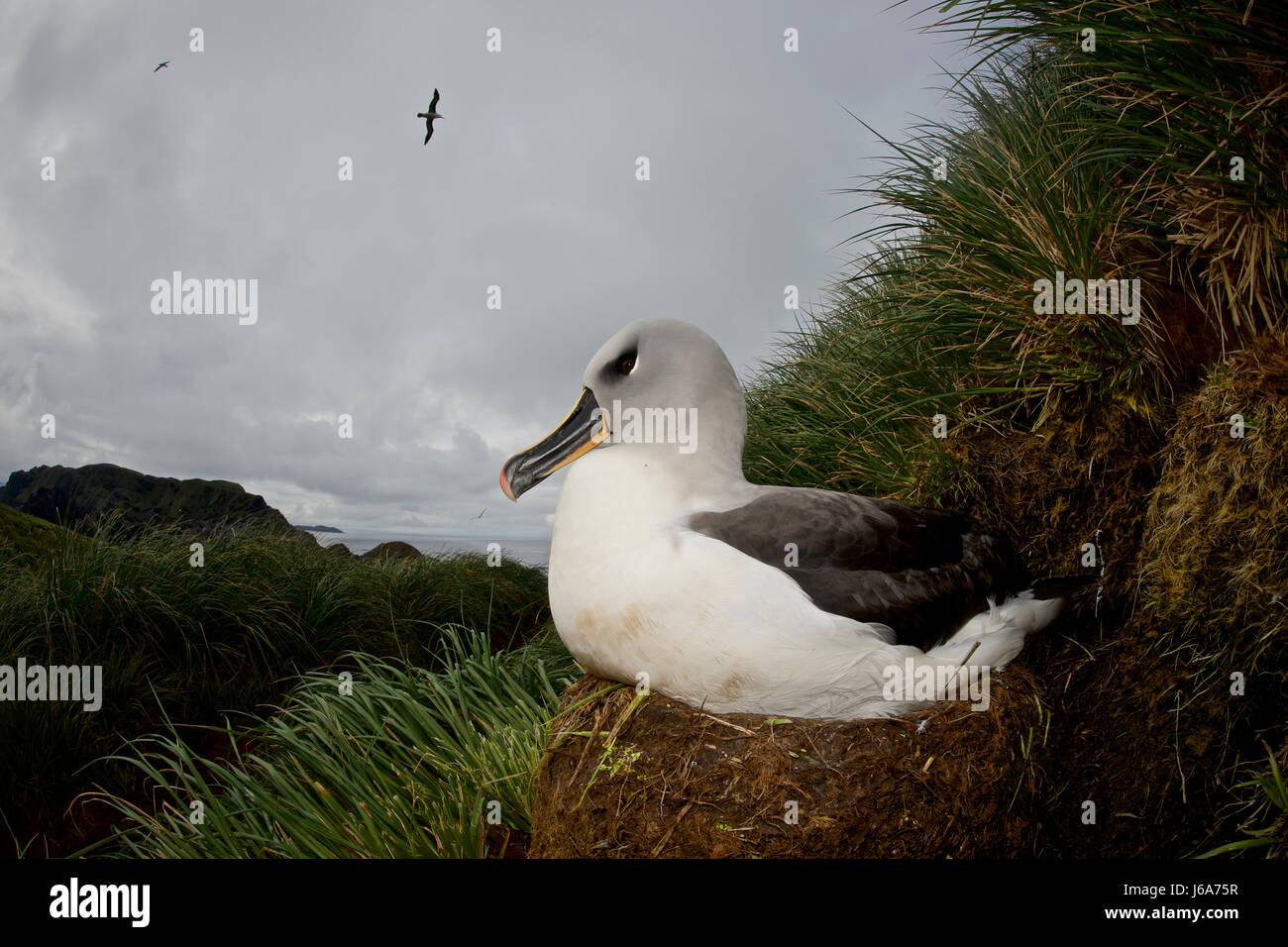grey-headed albatross (Thalassarche chrysostoma), on Diego Ramirez ...