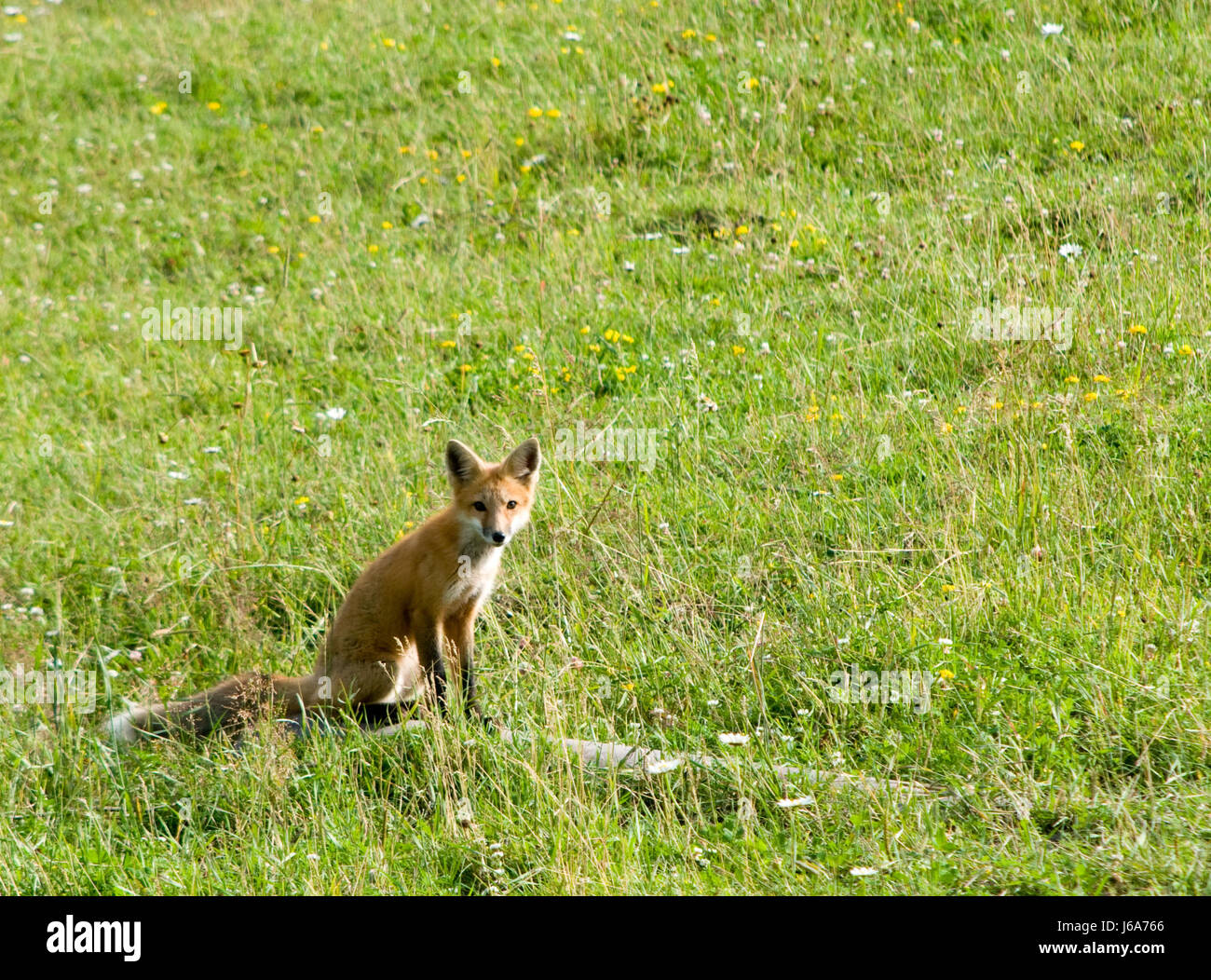 wild shine shines bright lucent light serene luminous sunny fox put ...