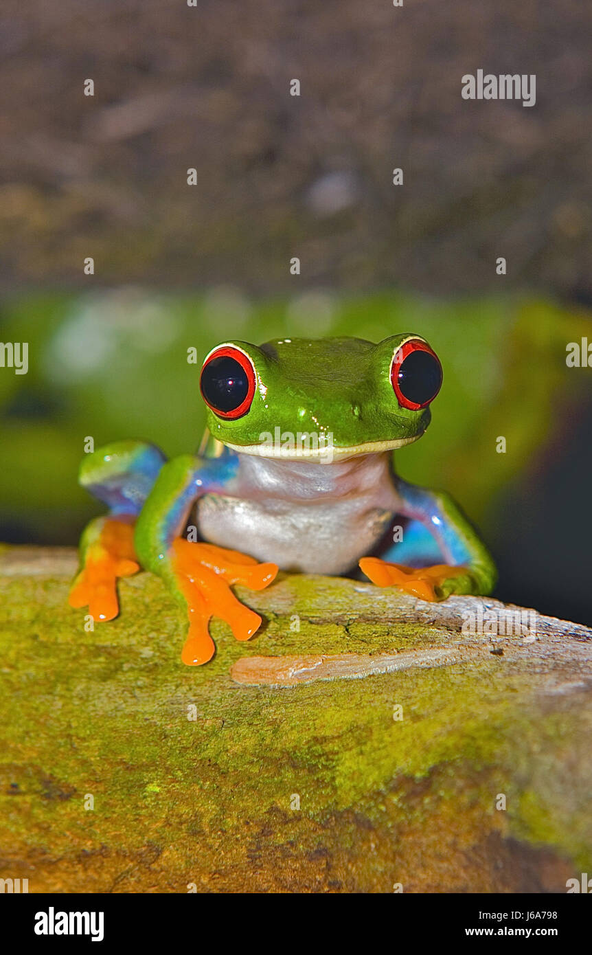green amphibians frog rainforest rain forest animal coloured colourful ...