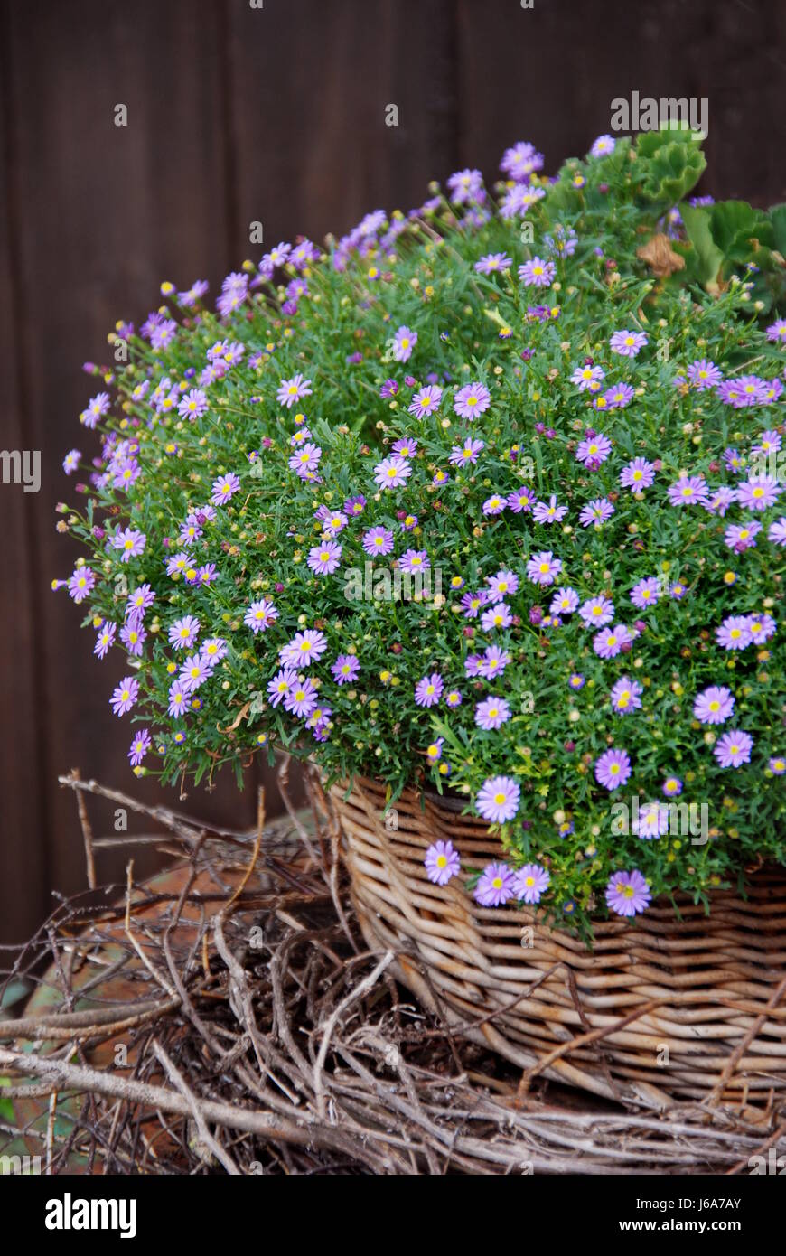 Miniastern hi-res stock photography and images - Alamy