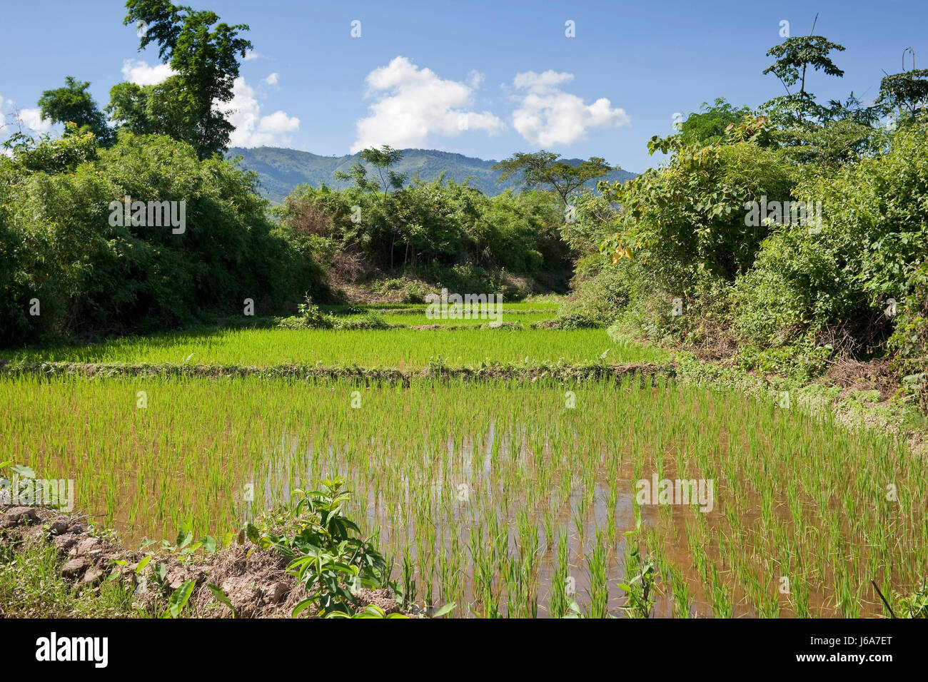 asia paddy field scenery countryside nature asia agriculture farming ...