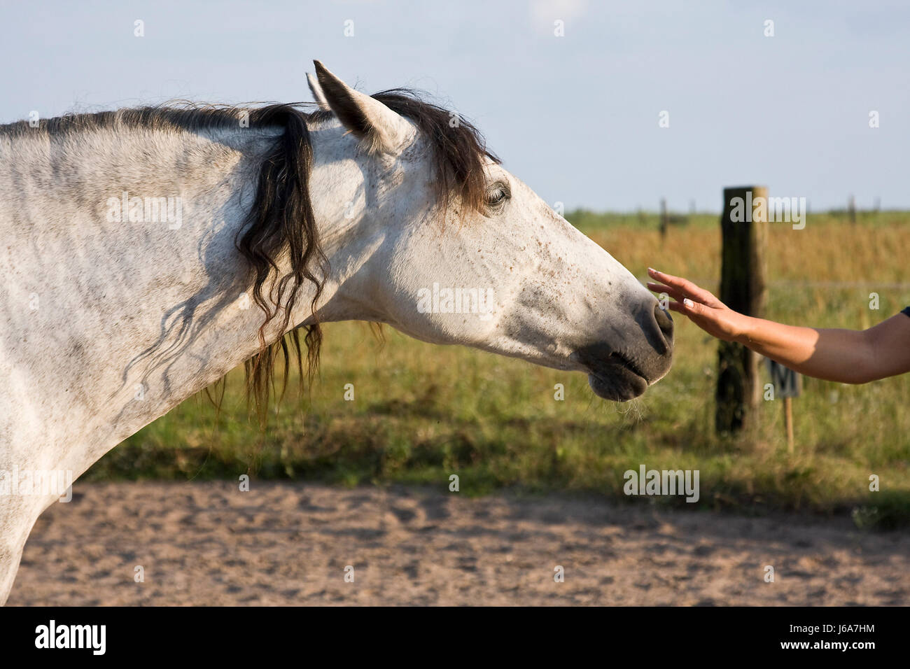 horse human human being gelding mare riding spaniard mold ride ...