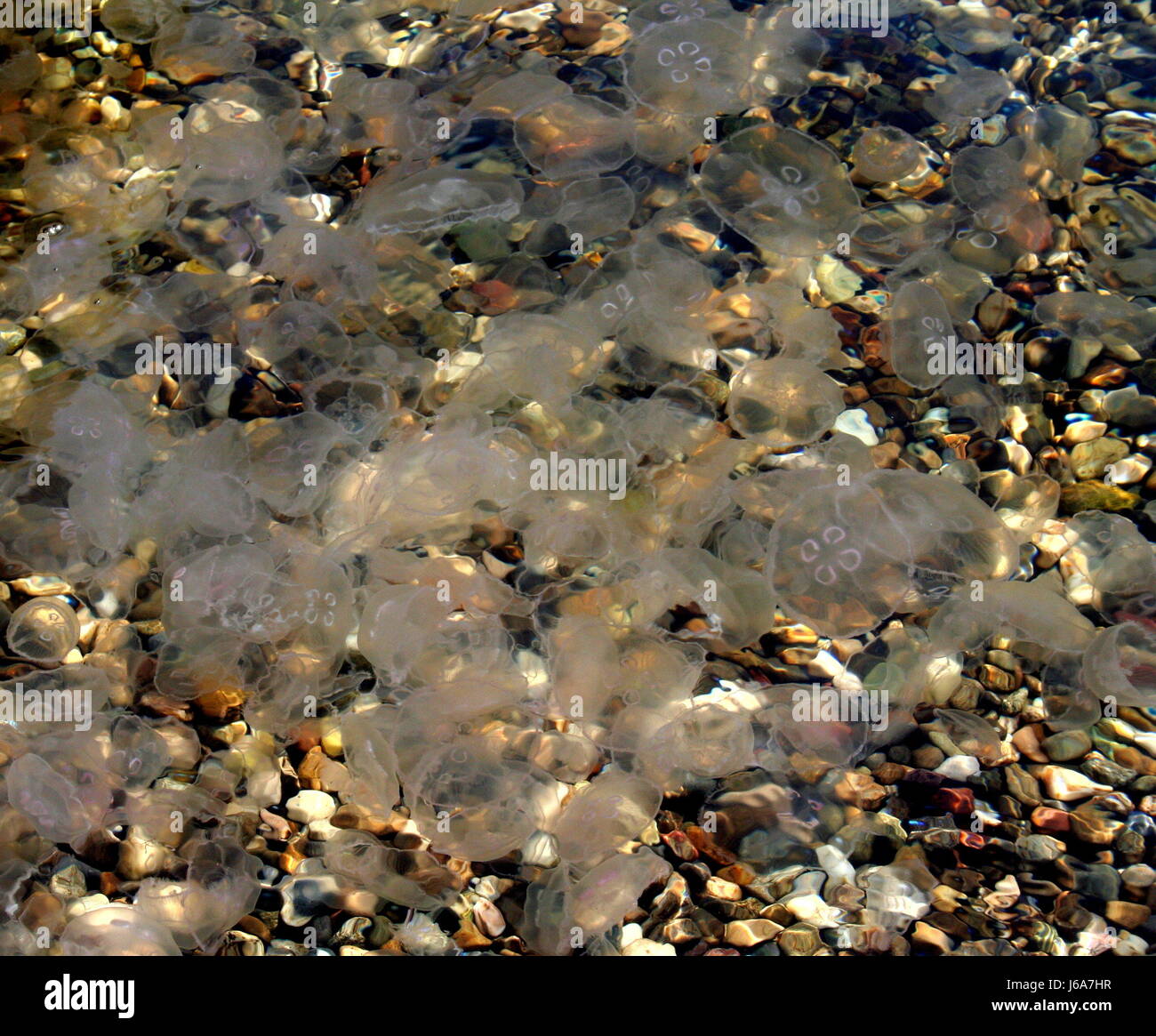 Jellyfish plague hi-res stock photography and images - Alamy