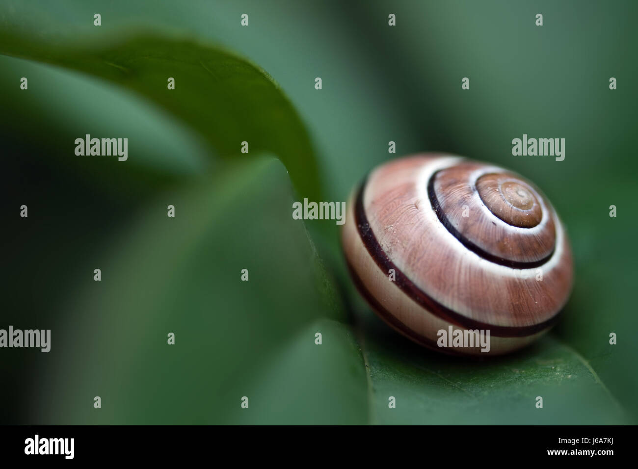 house building green snail at a crawl snail shell antenna page sheet ...