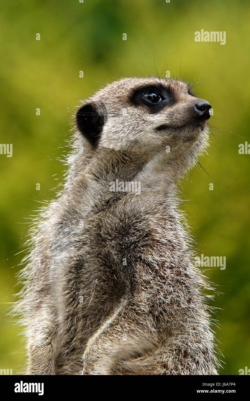 animal mammal watchful look glancing see view looking peeking looking ...