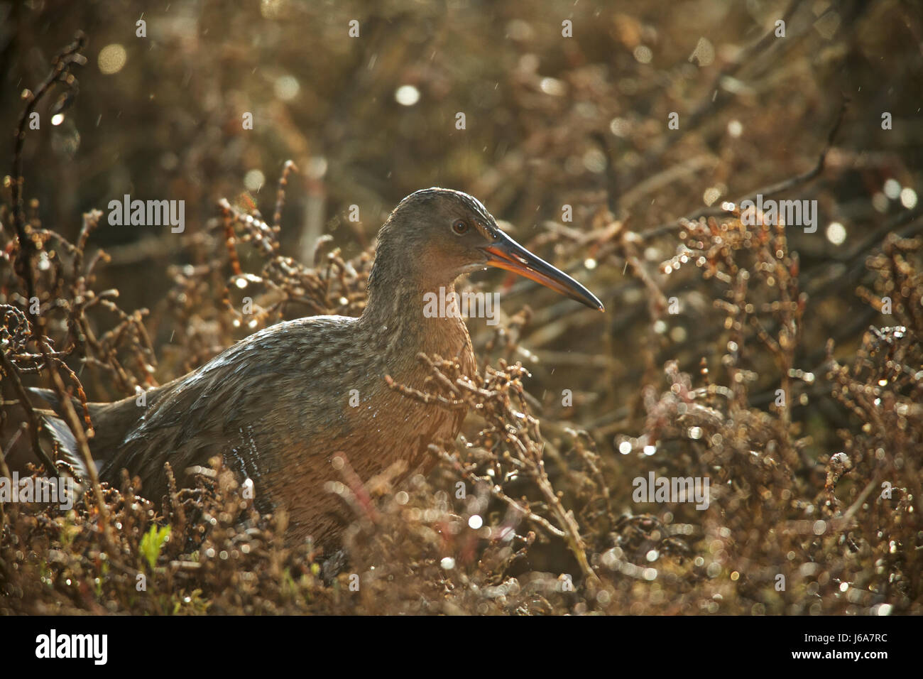 California Clapper Rail at the Palo Alto Baylands, California Stock ...
