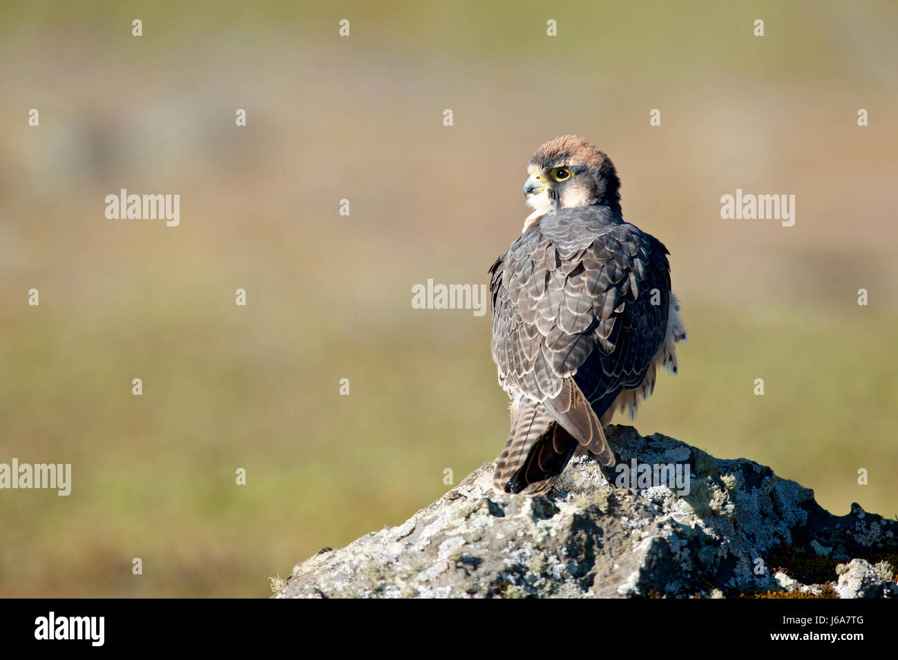 lanner falcon (Falco biarmicus Stock Photo - Alamy