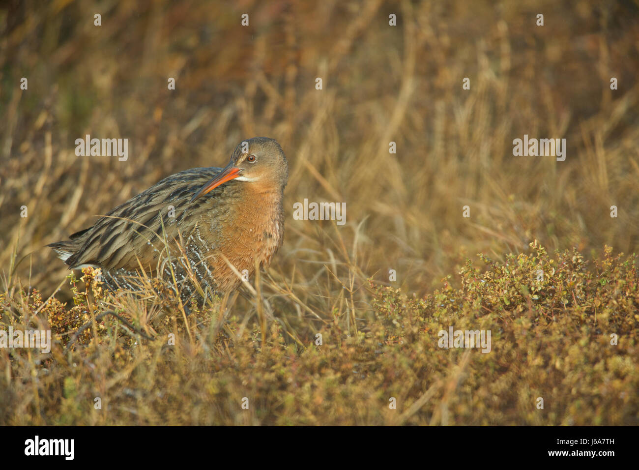 California Clapper Rail at the Palo Alto Baylands, California Stock ...